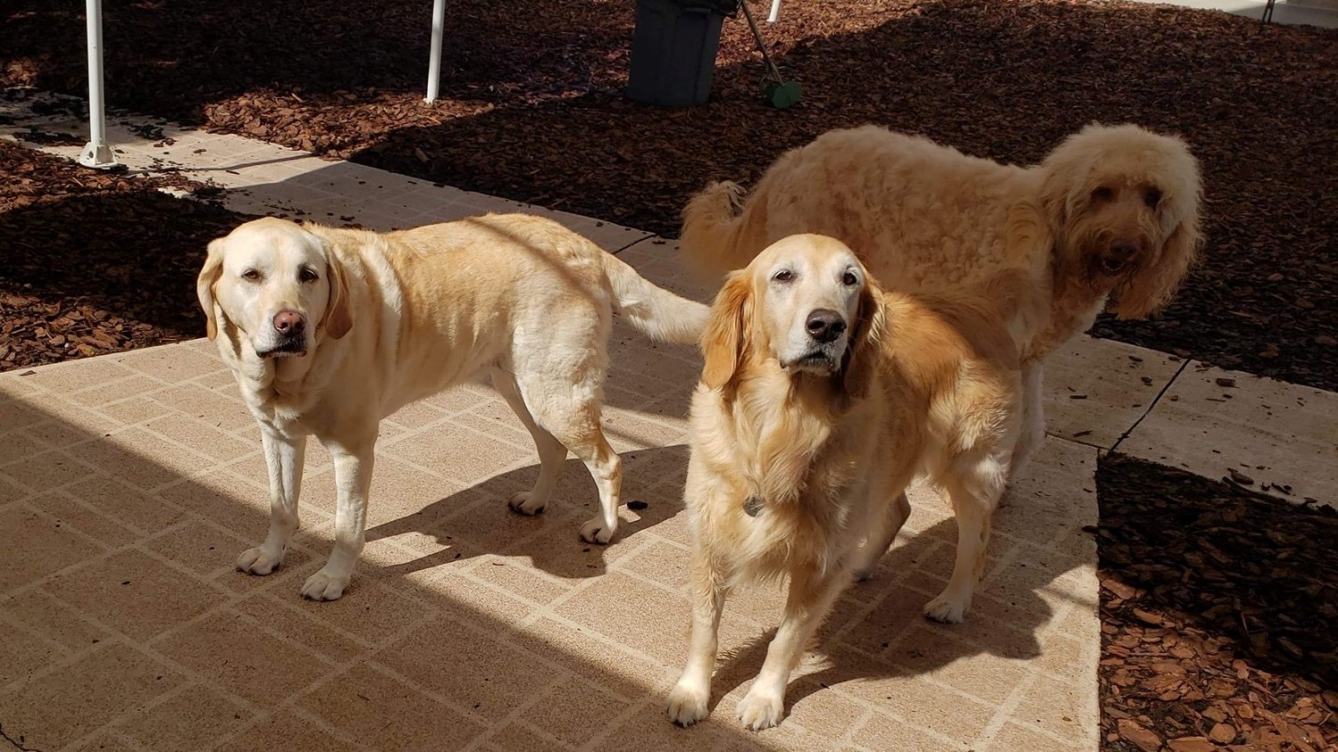 Canine Packages - Westlake Animal Inn Pet Resort - Tarpon Springs, FL