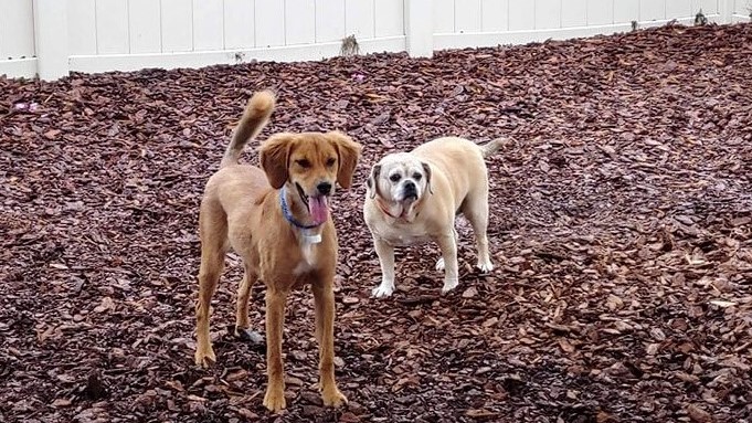 Canine Packages - Westlake Animal Inn Pet Resort - Tarpon Springs, FL