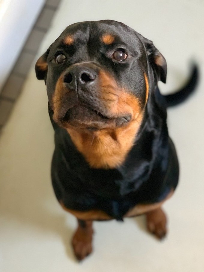 Canine Packages - Westlake Animal Inn Pet Resort - Tarpon Springs, FL