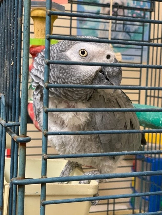 Exotic Package - Westlake Animal Inn Pet Resort - Tarpon Springs, FL