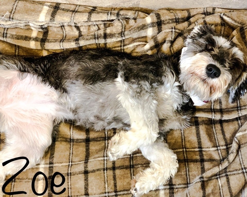 Canine Packages - Westlake Animal Inn Pet Resort - Tarpon Springs, FL